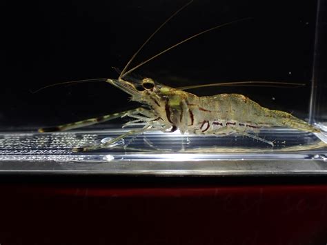 Crazy Shrimp
