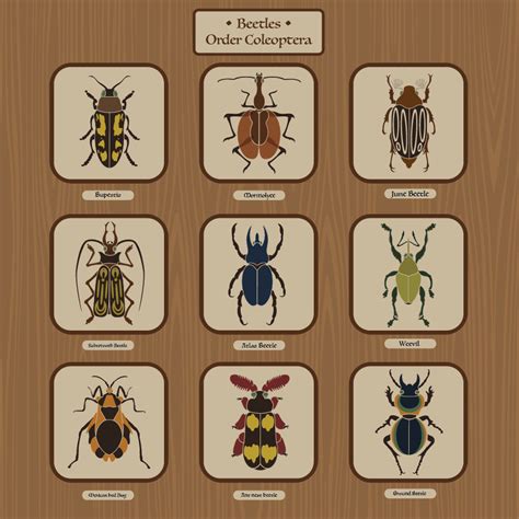 Beetles Order Coleoptera Lcon 6 Images Behance