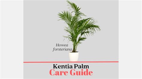 8 Tips On How To Care For Your Kentia Palm Howea Forsteriana