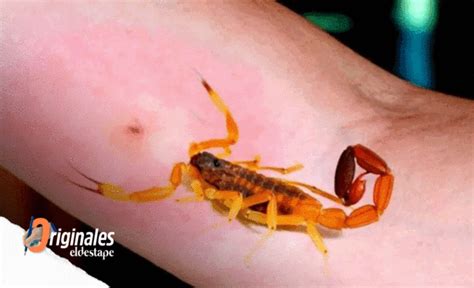 Más Alacranes Por El Calor Más Peligro Por Qué Los Casos De Picaduras