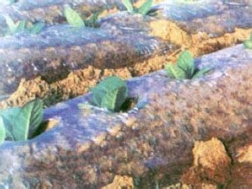 流滴地膜 流滴地膜 科伦塑业集团股份有限公司 农用薄膜 po膜 转光膜 EVA消雾膜 高效日光膜 棚膜 地膜 包装膜 土工膜