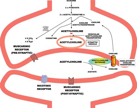 Molecular Components Of The Cholinergic System Unlike Many Other