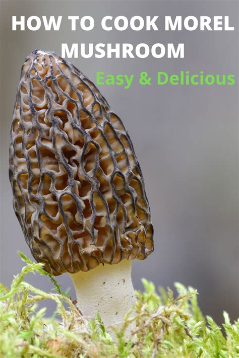 How To Properly Cook Morel Mushrooms At Douglas Nunez Blog