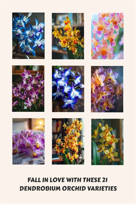 Fall In Love With These 21 Dendrobium Orchid Varieties Orchid