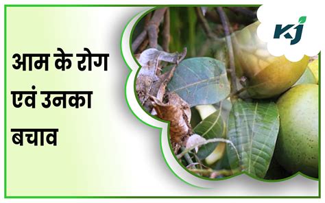 आम में लगने वाले प्रमुख रोग एवं उनका प्रबन्धन Major Diseases Of Mango