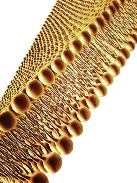 Hydrophobic Posters By Science Photo Library