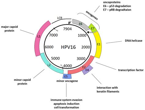 Human Papillomavirus Structure