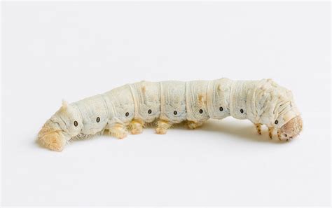 Silkworms A Nutrient Rich Delicacy For Reptiles Evolution Reptiles