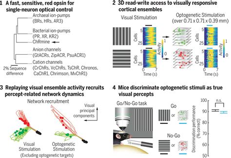 Playing The Brains Music Back To Itself With Holographic Optogenetics