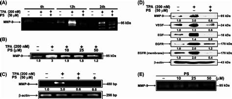 Inhibitory Effects Of Pterostilbene Ps On Tpa Induced Mmp 9 Activity