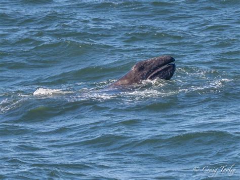 Gray Whale Calves With Their Moms Are Passing By The Mendonoma Coast
