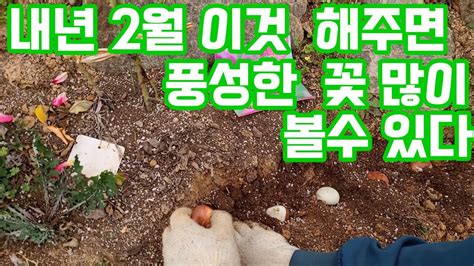 구근식물 정원 화분에 심어서 누구나 꽃 잘 피게 하는방법 알리움 수선화 튤립 심기 정원꾸미기 Youtube