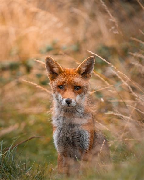 Wild Fox Sony A7iii Sony 200 600mm Rsonyalpha