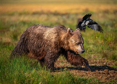 Bearcrow World Photo Adventure