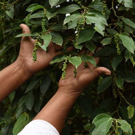 The Power Of Pepper One Plant 4 Peppercorns