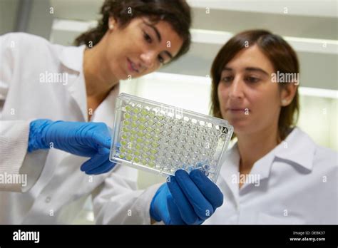 Cytotoxicity Studies Multiwell Plate Observation Of The Evaluation Of