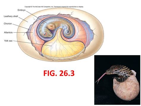 Ppt The Origin And Early Evolution Of Amniotes Powerpoint