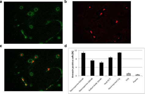 Validation Of Apoptosis In Equine Mesenchymal Stem Cells Download