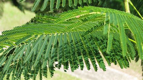 Poinciana