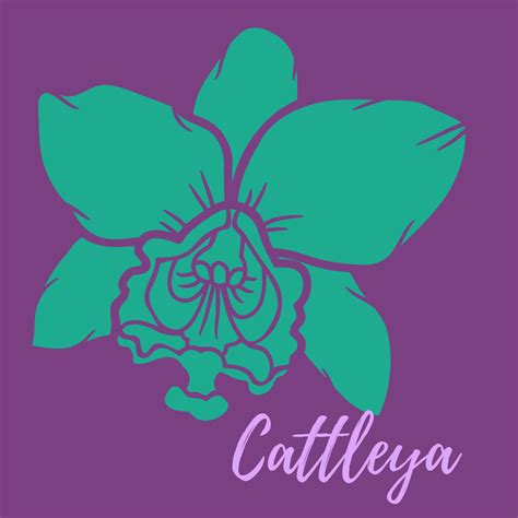 Caring For Cattleya Orchids Answers To A Beginners Questions