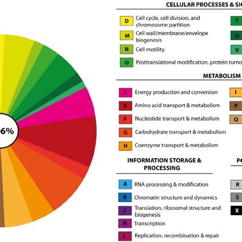 Functional Classification Of Protein Coding Genes In Download