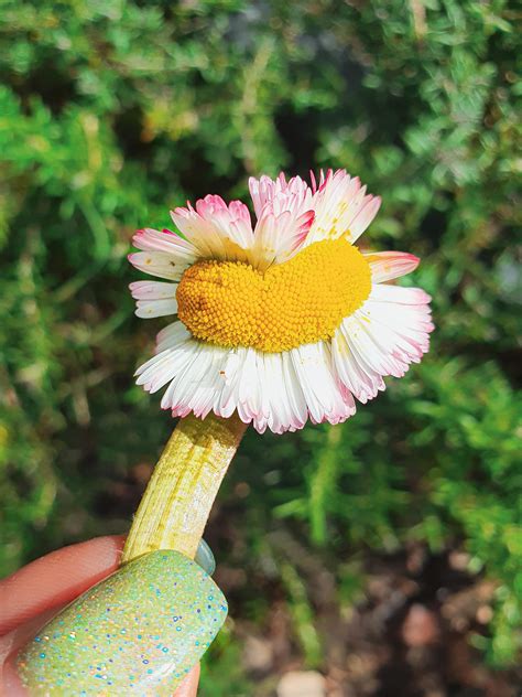 Triple Decker Daisy R Interestingasfuck