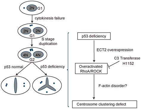 P53 Deficiency Contributes To Multipolar Mitosis In Tetraploid