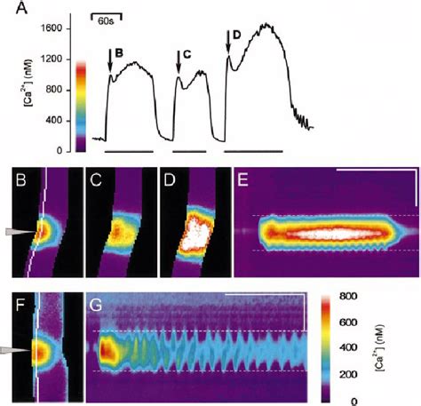 Spatio Temporal Characteristics Of Insp 3 Evoked Ca 2 ϩ Responses A Download Scientific