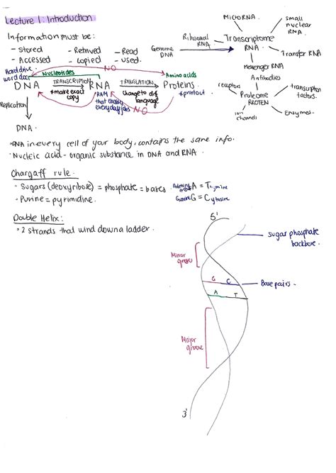 Molecular Biology Lecture Summaries BCMB2001 Studocu