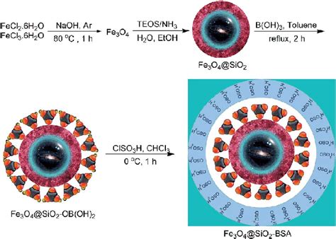 Scheme 1 Synthesis Of Fe 3 O 4 Sio 2 Bsa Download Scientific Diagram