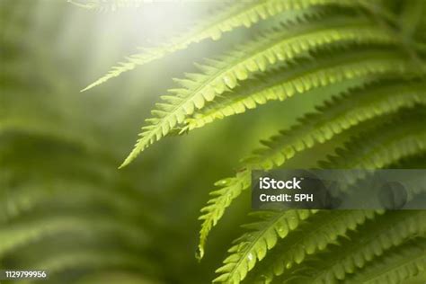深綠色神秘的春天自然背景與白色蕨類植物葉 戶外自然 柔和的焦點 部分模糊的圖像 照片檔及更多 俄羅斯 照片 俄羅斯 具有特定質地 園藝