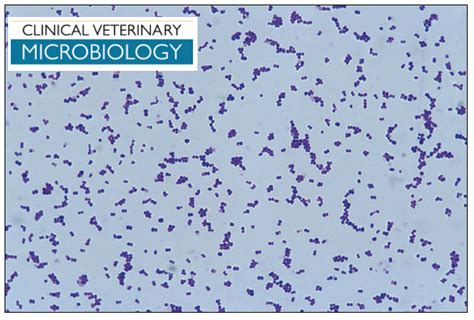 نمای میکروسکوپی استافیلوکوک سوداینترمدیوس S Pseudintermedius آزمایشگاه مجازی میکروب شناسی