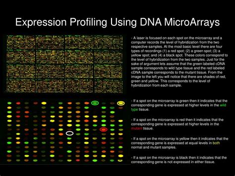 PPT Expression Profiling Using DNA MicroArrays PowerPoint Presentation ID 1967590
