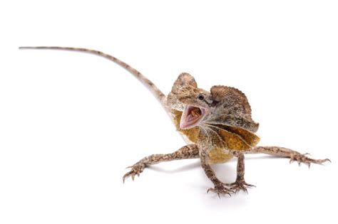 목도리도마뱀 스톡 사진 및 일러스트 Istock