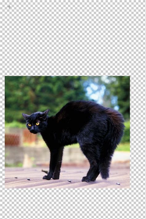 How To Crop PNGs Using Flutters Image Package IT Solutions Free Tech Support SolutionFall