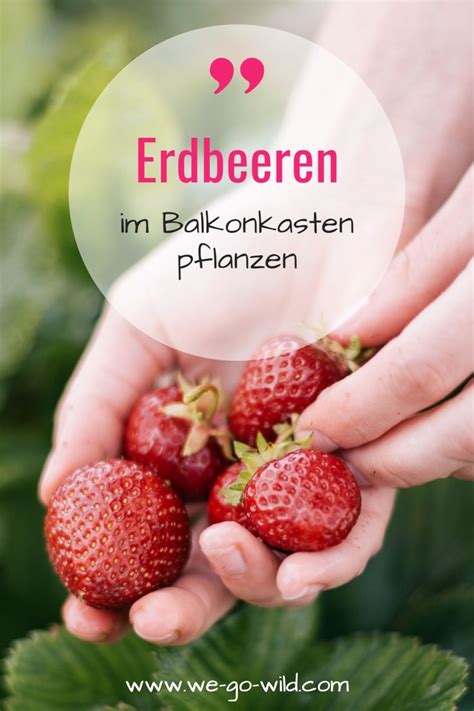 Erdbeeren Im Blumenkasten Pflanzen Pflegen Artofit