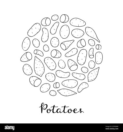 Different Potato Varieties Composed In Circle Shape With Lettering On White Background Hand