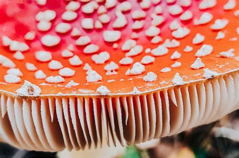 Magic Mushroom Strains 12 Varieties Of Shrooms Greenstate
