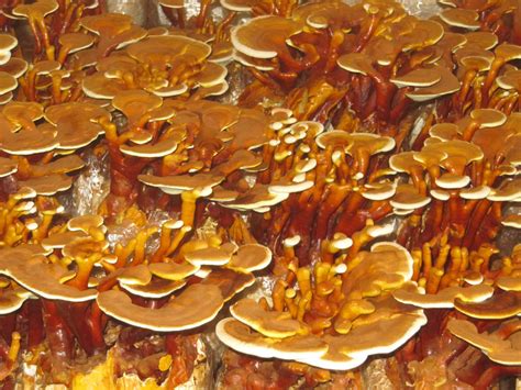 M9728 Ganoderma Lucidum Mycelia