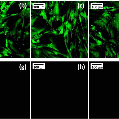 Cytotoxicity Of 100 μm Mnps Following 72 Hours Incubation On Hmscs