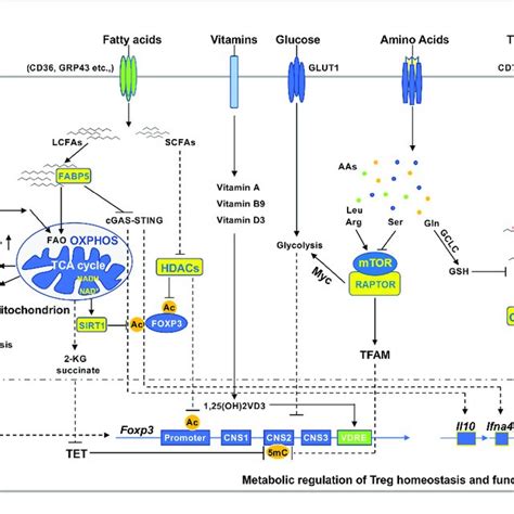 Metabolic Signaling In The Regulation Of Treg Homeostasis And