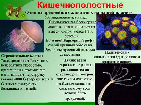 100 интересных фактов о животных продолжение презентация онлайн