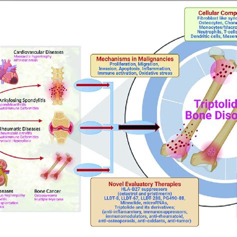 Schematic Illustration Of The Multifaceted Role Of Triptolide In