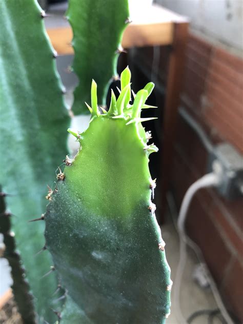 what s growing on my cactus why is it turning light green r cactus