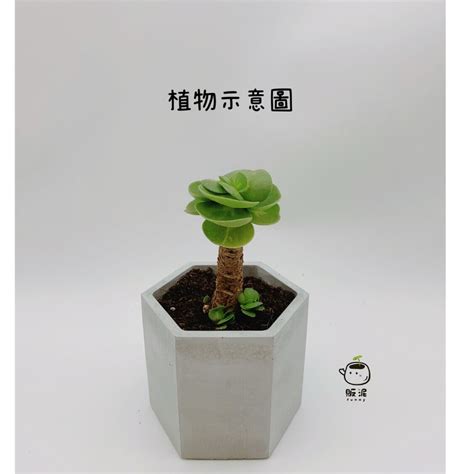 販泥水泥盆六角柱水泥盆盆栽 花盆 觀葉 多肉 水泥盆栽 辦公室盆栽 筆筒 室內植物 園藝 蝦皮購物