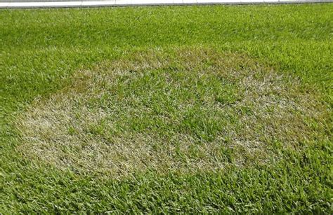 How To Prevent Brown Patch Fungus Lawn Care Turf Masters Lawn Care