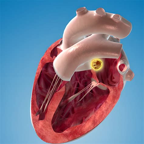 Left Atrium