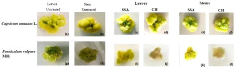 Untreated And Elicitors Treated Calli Of Leaves And Stem Of Selected