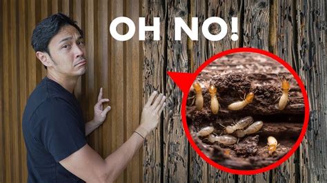 How To Deal With Termites Youtube