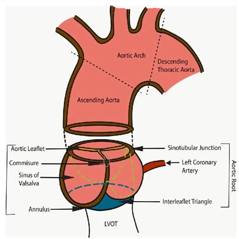 Anatomy Of Aortic Root
